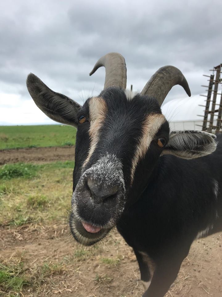 Say Hello to Irvine’s Newest Fire Prevention Method — Goats! – Melissa ...